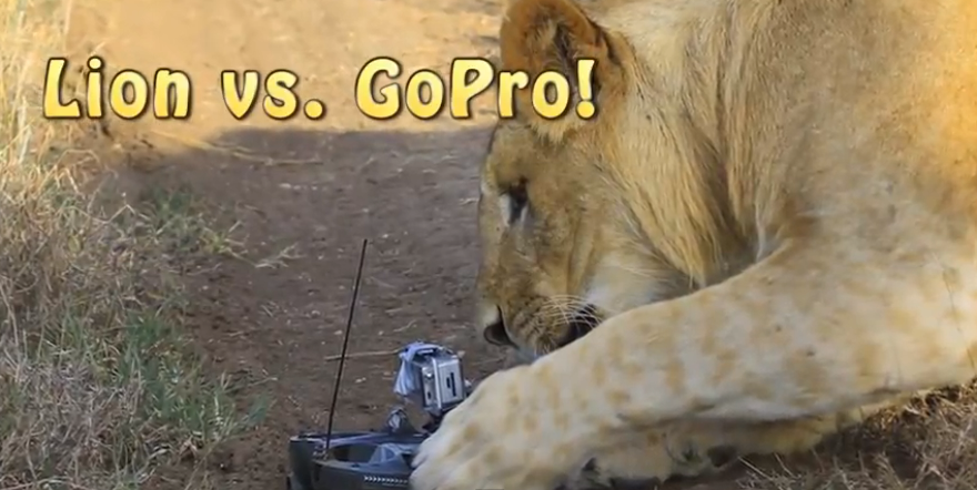 Une GoPro et un lion : drôle de rencontre | Lense