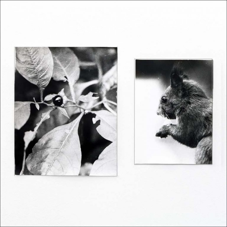 Jochen Lempert, un art entre photographie et biologie | Lense