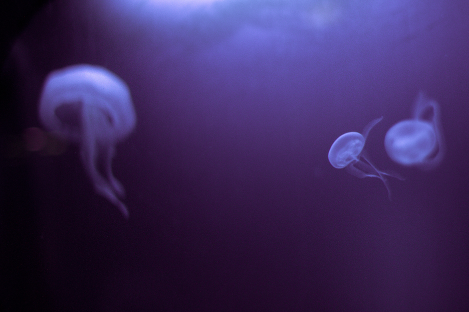 Medusa family | Lense