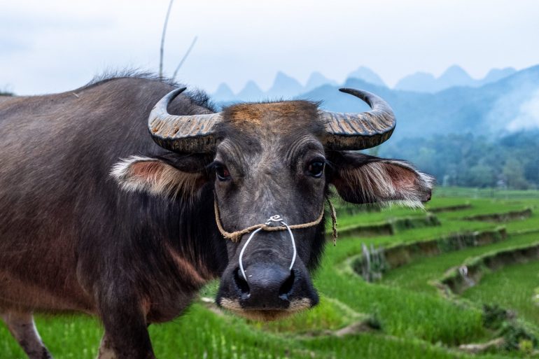 Water Buffalo | Lense