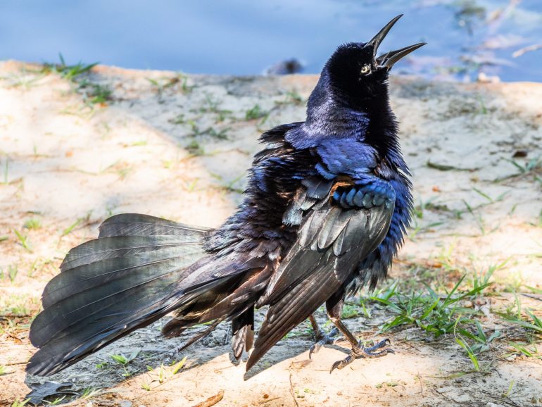 oiseau siffleur | Lense