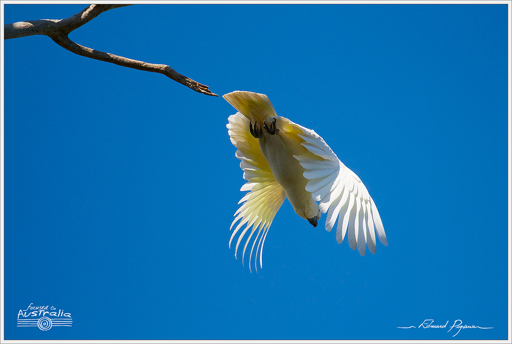 Cacatoès à huppe jaune - Sulphur-crested Cockatoo - Cacatua galerita ...