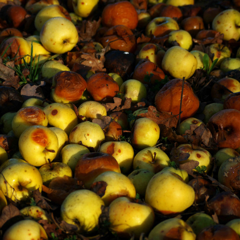 a few bad apples they say ? | Lense