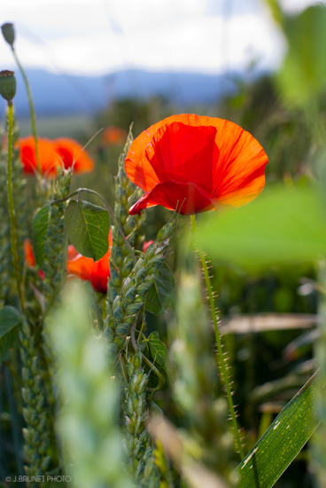 Little red things 2 | Lense