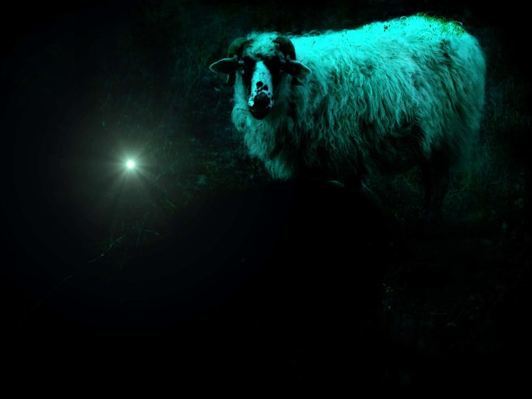 Night sheep | Lense