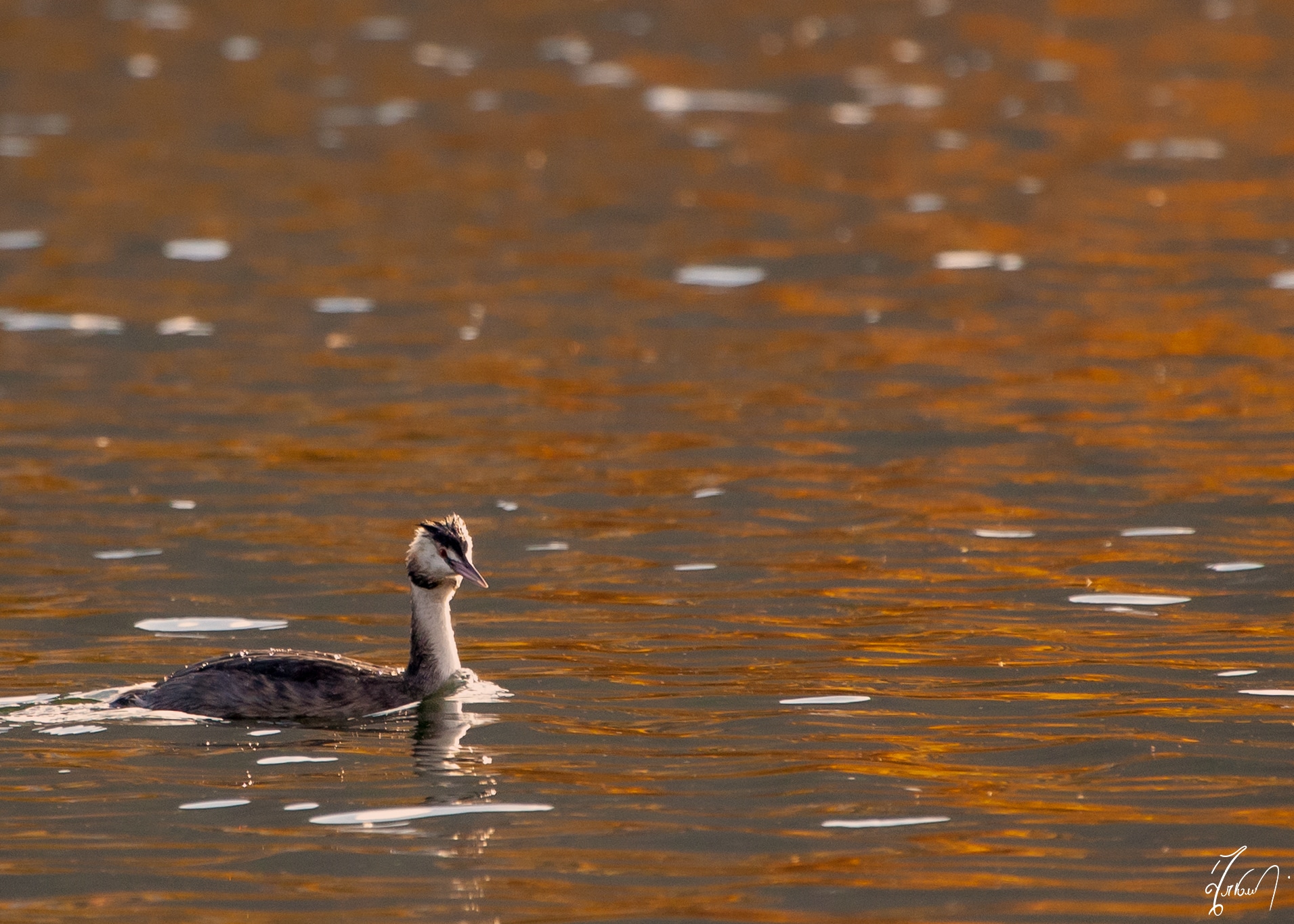 Canard grèbe huppé dans son plumage d'hiver | Lense