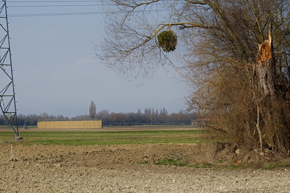 BIESHEIM MARS 2021- LES CHAMPS | Lense