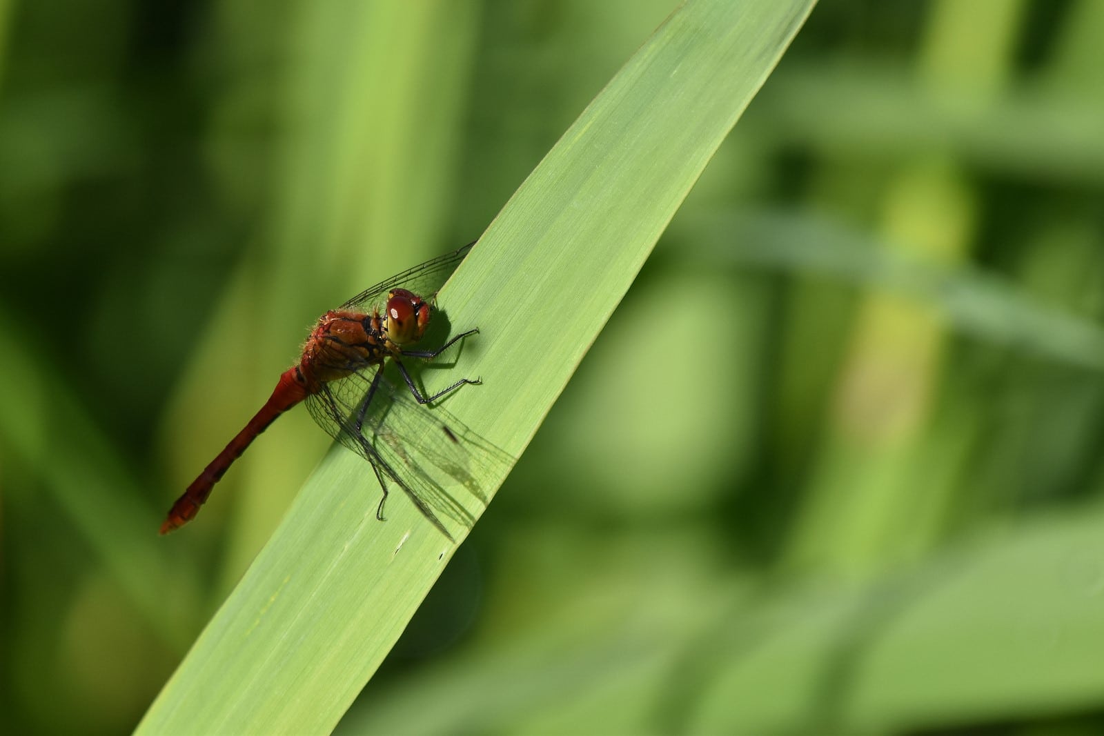 sympétrum rouge sang mâle | Lense